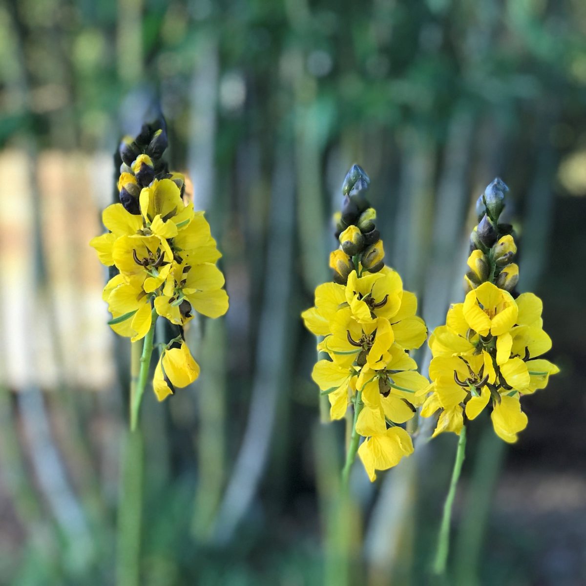 Firm – Conner Landscape Architects